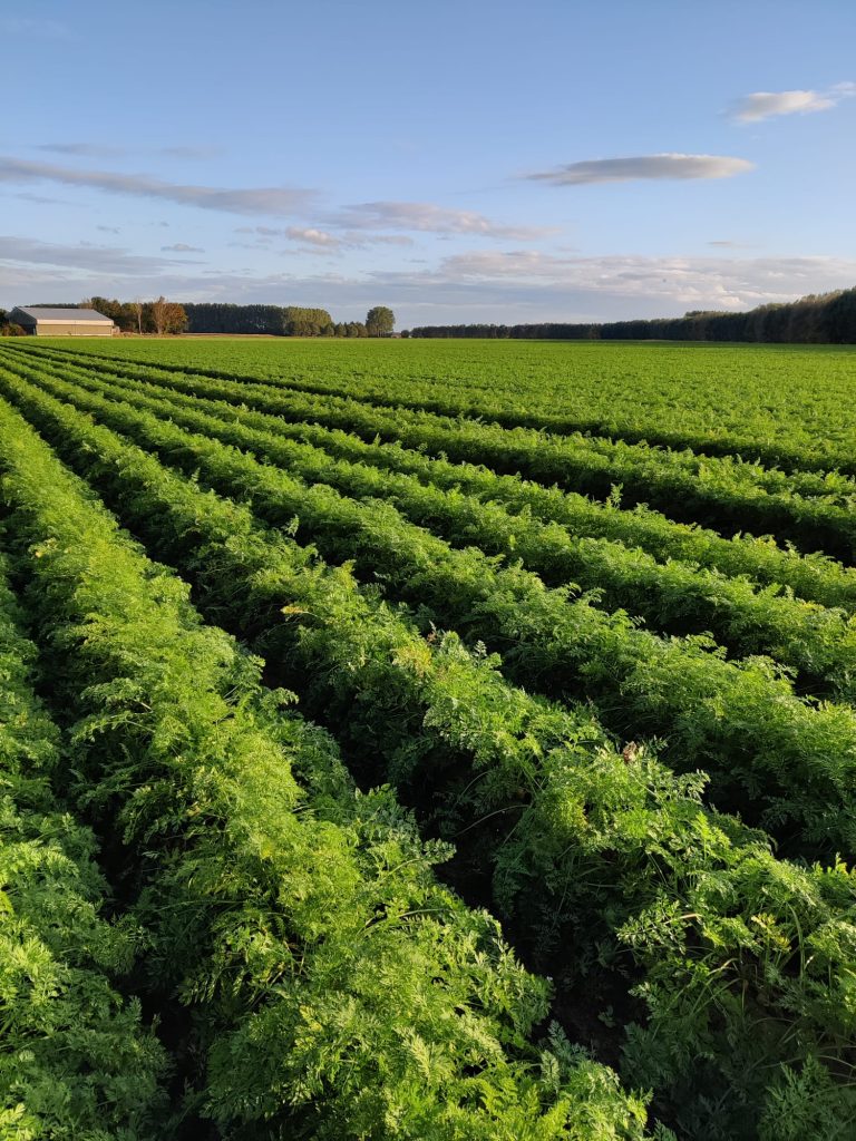 Soil Microbial Testing – Biotrex