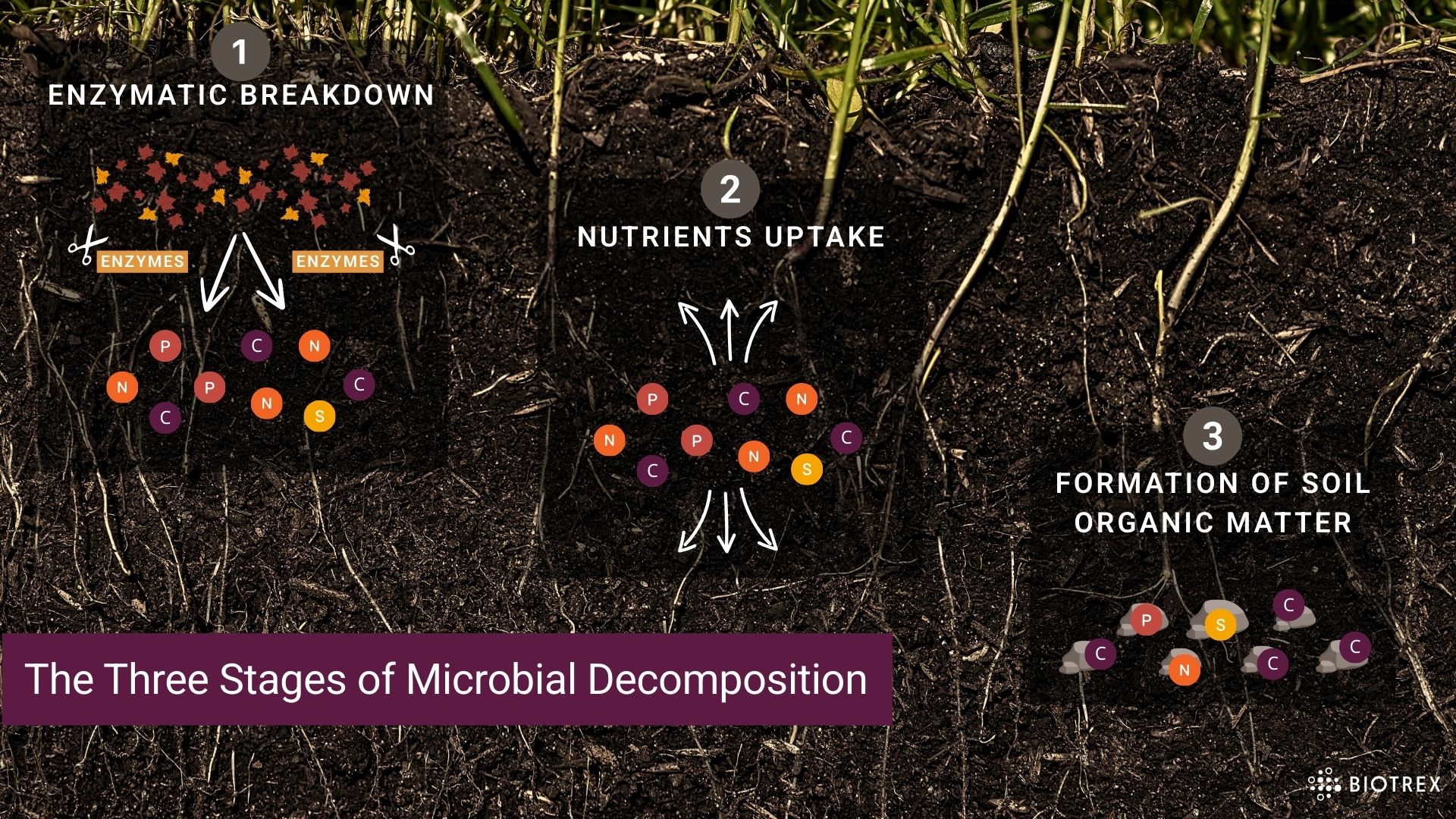 Microbial Decomposition: The Soil Process That Makes Everything Work ...