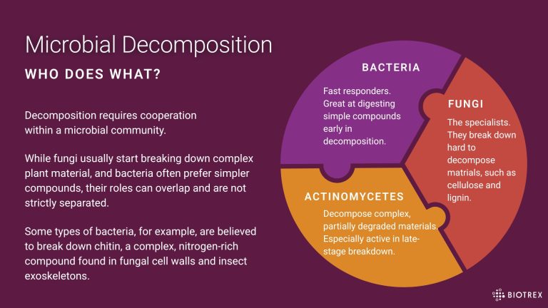 Microbial Decomposition: The Soil Process That Makes Everything Work ...